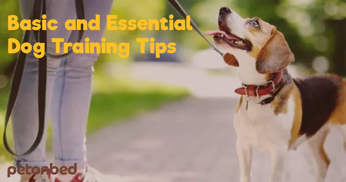 Teach Your Puppy | Basic and Essential Dog Training Tips • Pet on Bed