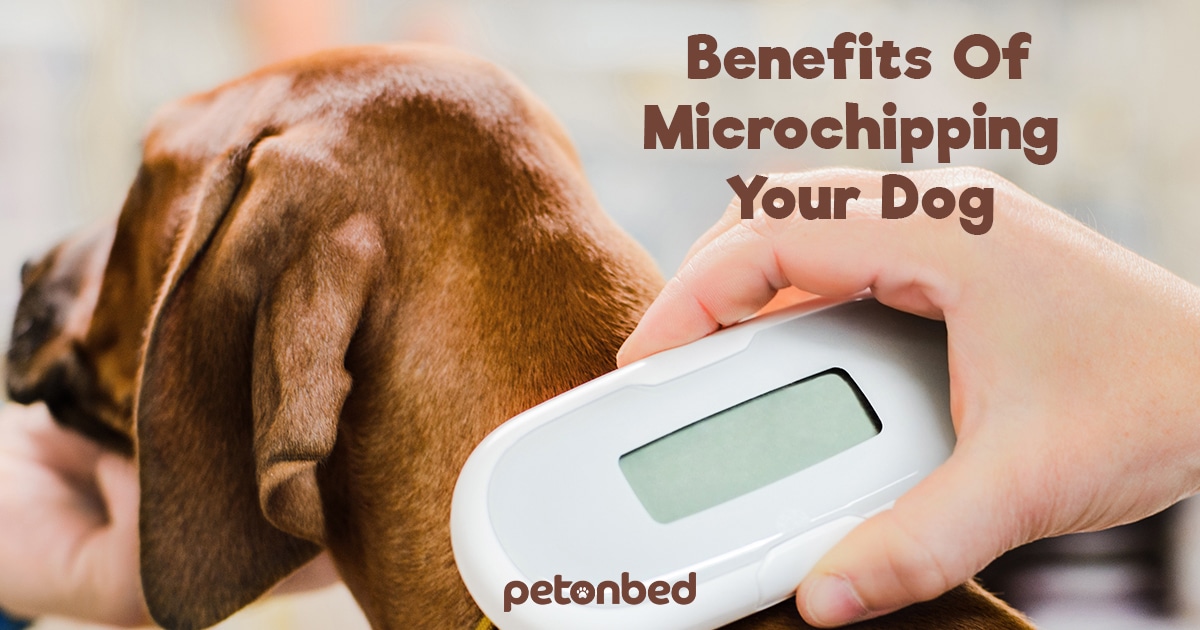 Dog Collars and the Importance of Microchipping Your Pet • Pet on Bed