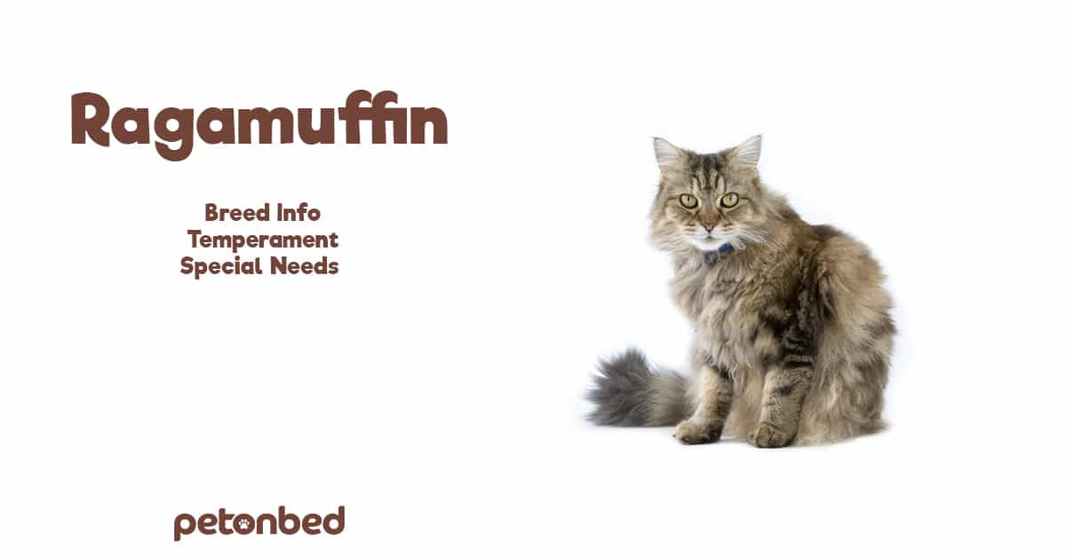 Ragamuffin • Nutrition, Temperament, Physical Description & Breeders