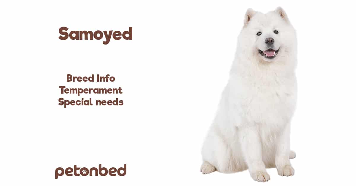 Can A Kaikadi And A Samoyed Be Friends