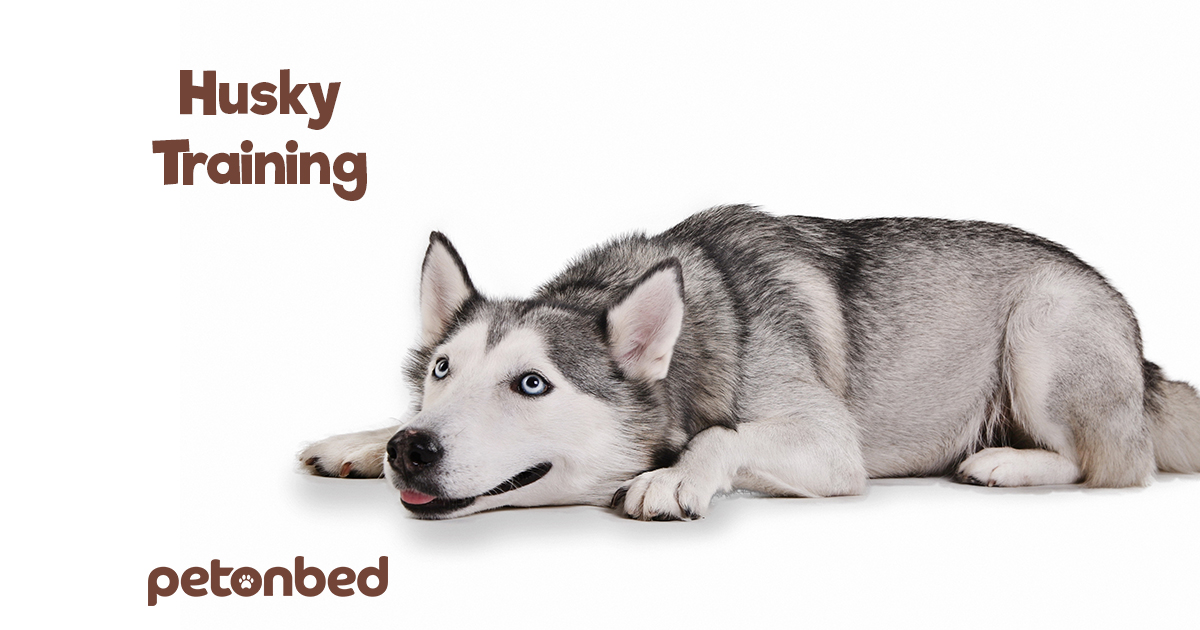 How To Train A Siberian Husky - The Ultimate Guide! • Pet on Bed