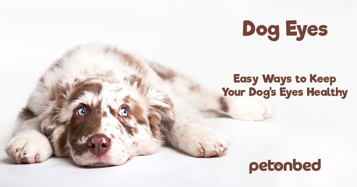 Dog Eyes: 10 Easy Ways to Keep Your Dog's Eyes Healthy • Pet on Bed