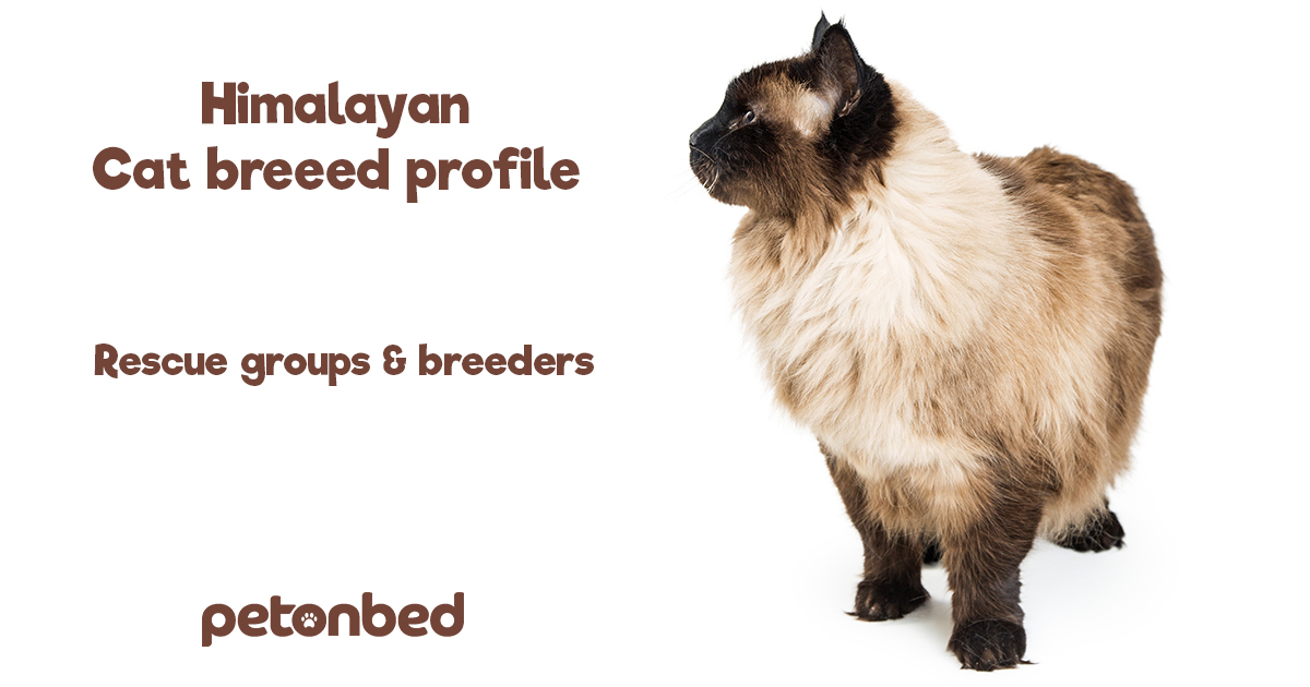 Himalayan Cat Breed Profile • Cat Breed Info, Nutrition, Grooming, Adopting