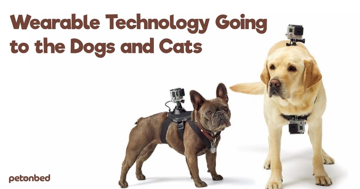 Wearable Technology Going to the Dogs and Cats • Pet on Bed