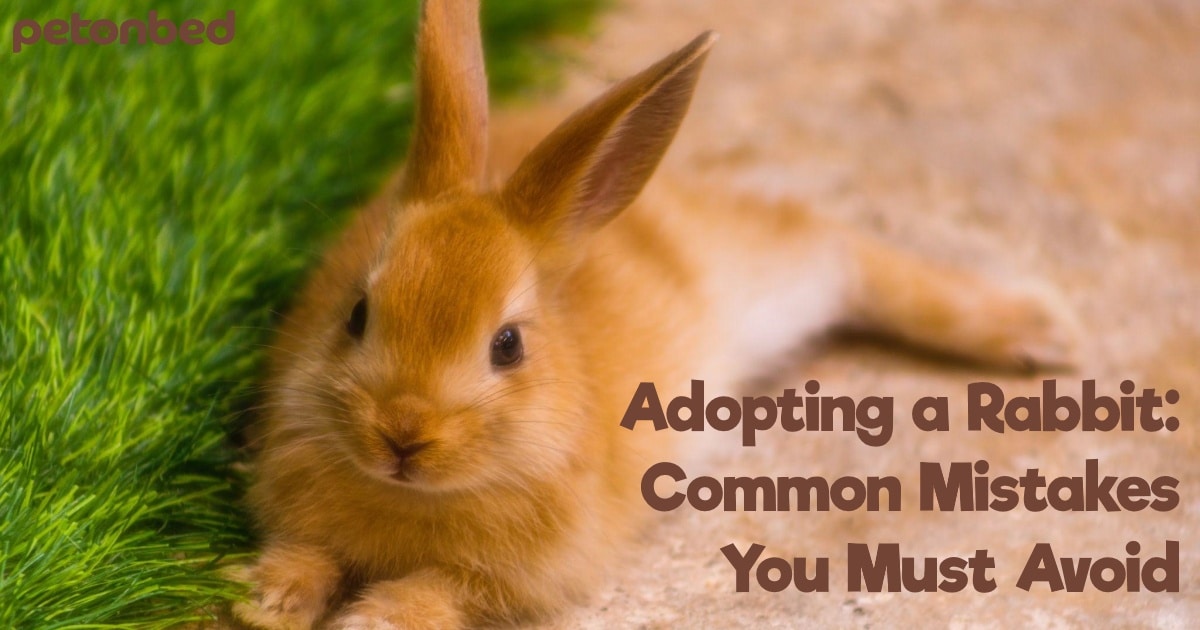 Adopting a Rabbit: Common Mistakes You Must Avoid • Pet on Bed