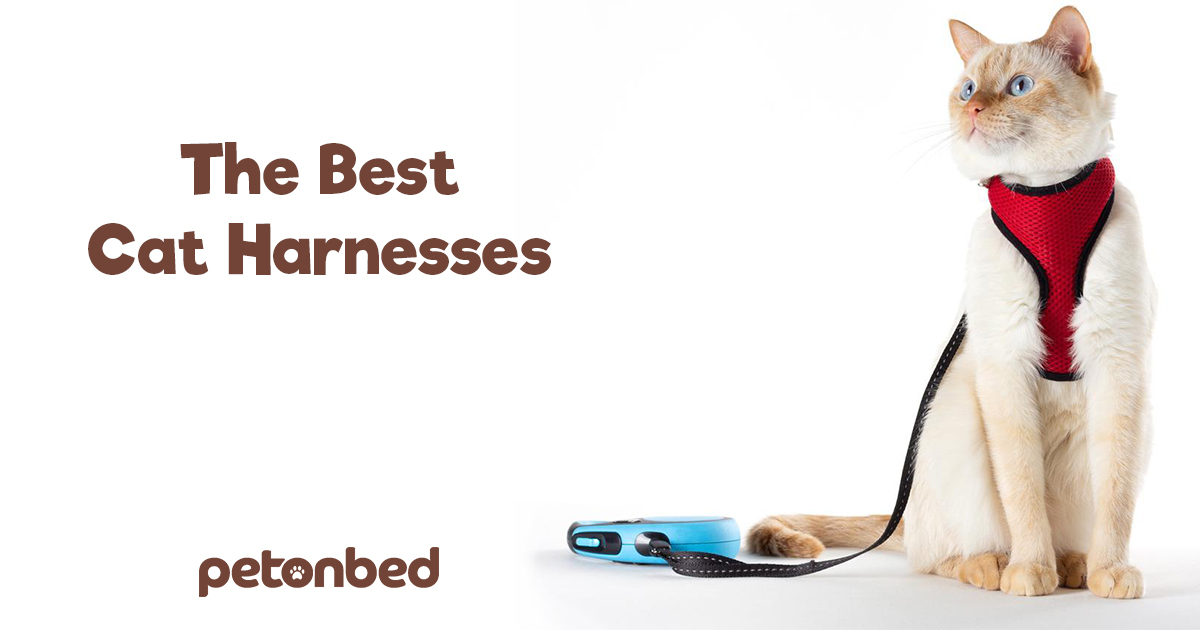 6 Best Cat Harnesses For Walking Your Cat 🐈 Review & Buing Guide