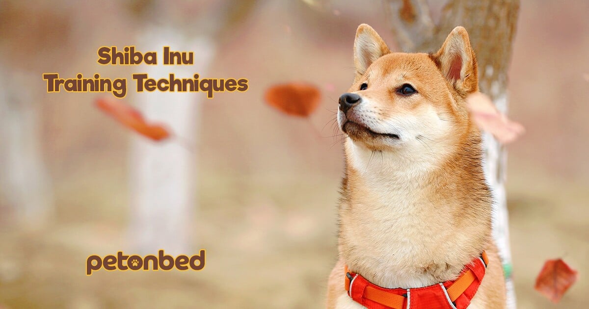 Shiba Inu Training Techniques • How to Easily Train Your Dog