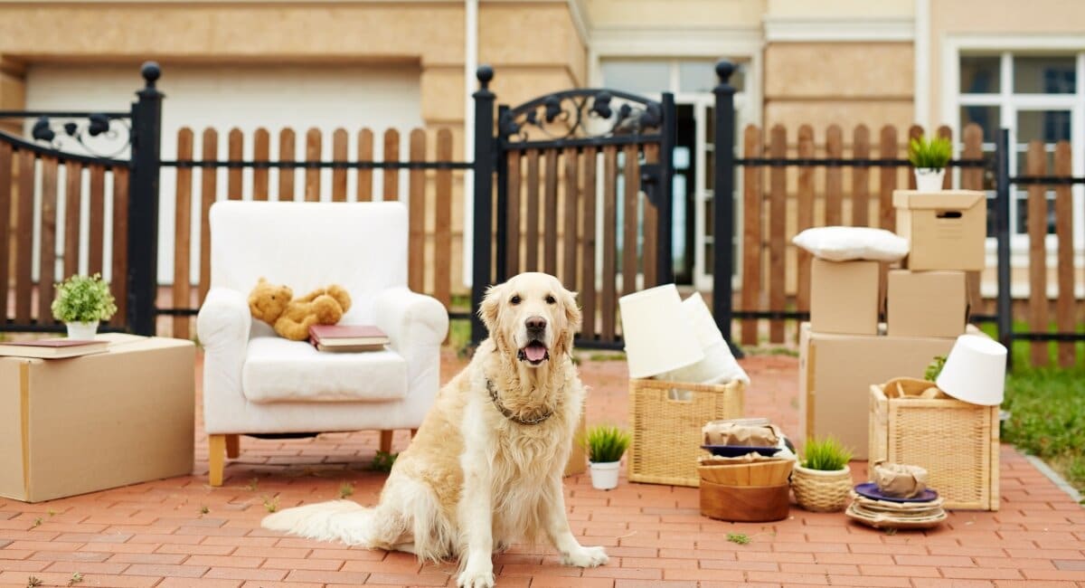 Moving With Pets - How Do You Deal With An Anxious Dog During A House ...