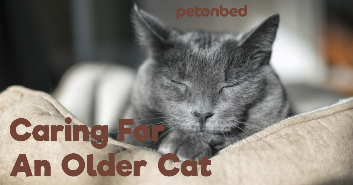 Caring For An Older Cat - Help & Advice • Pet on Bed