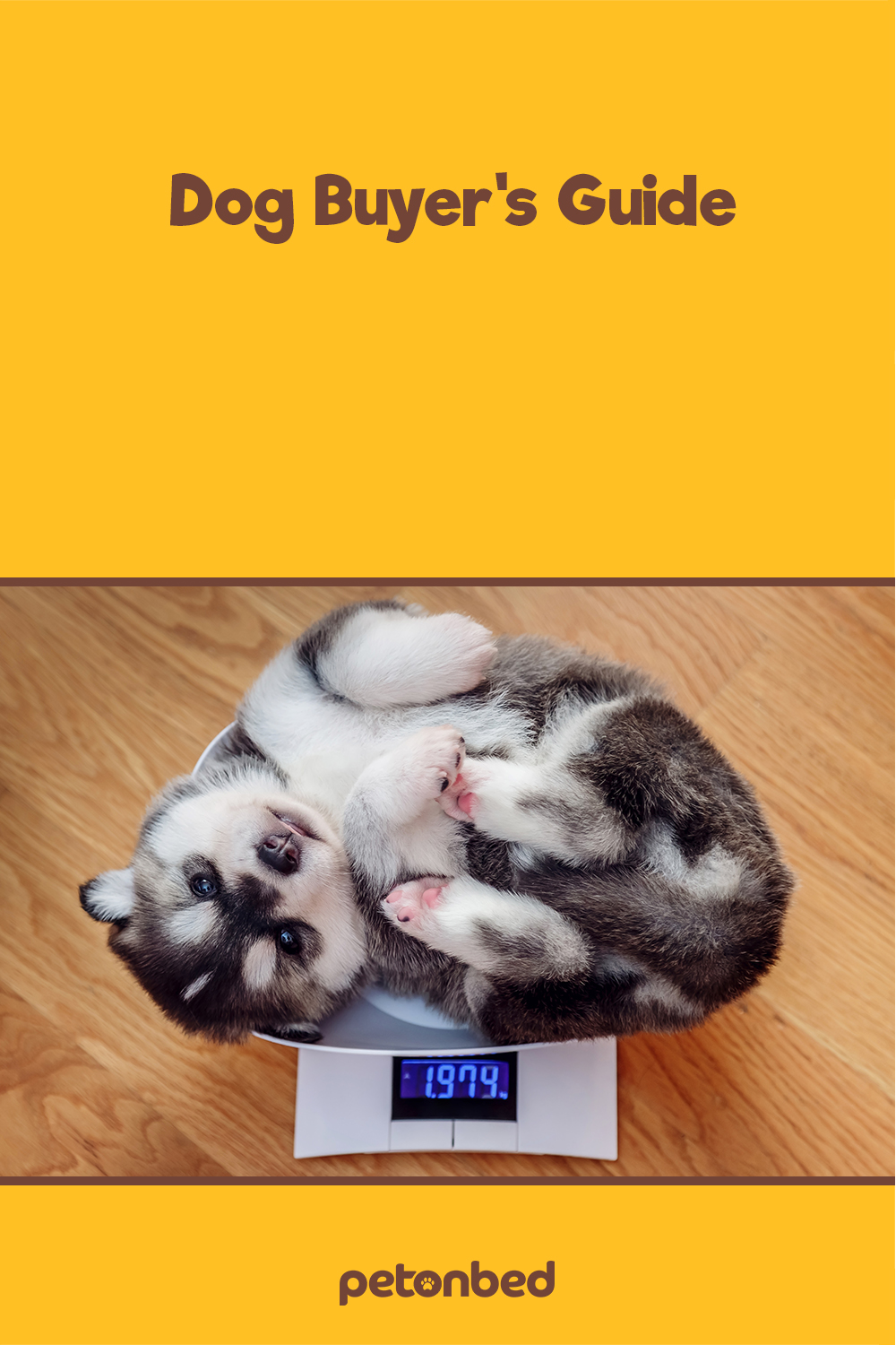 Dog Buyer's Guide • What to Do When You Want to Buy a Puppy