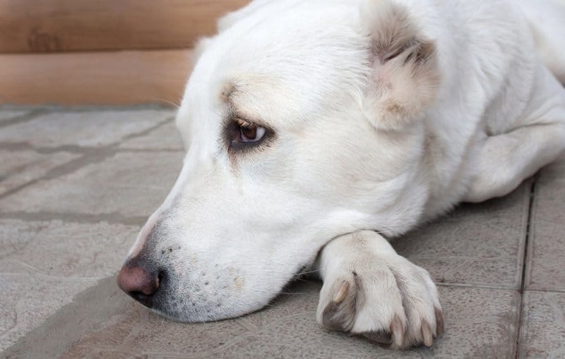 Why your dog’s paw problems need your attention?